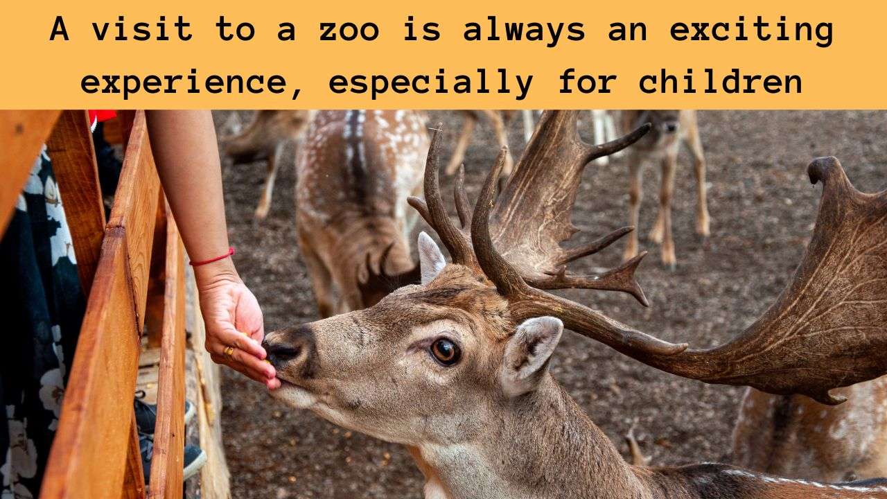 Paragraph Writing in English on - A Visit to a Zoo - 87knowledge